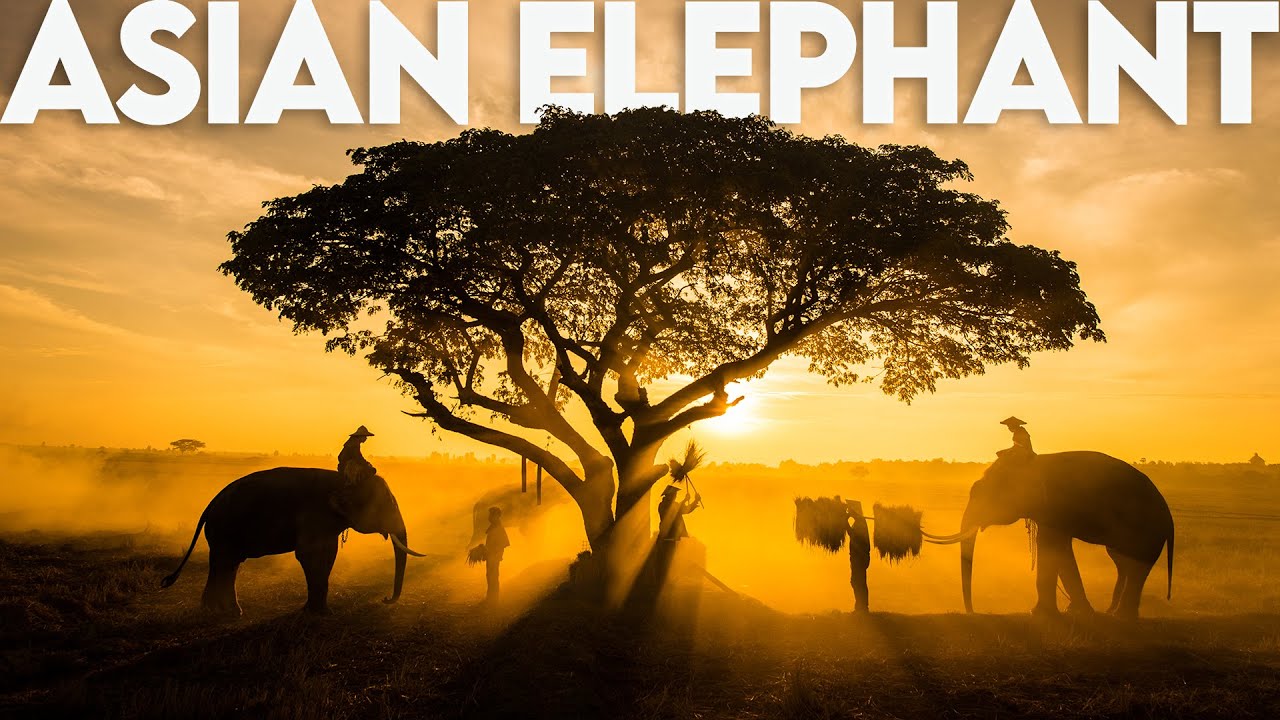 TUDO SOBRE OS ELEFANTES TAILANDESES ( Episódio Completo ) - YouTube