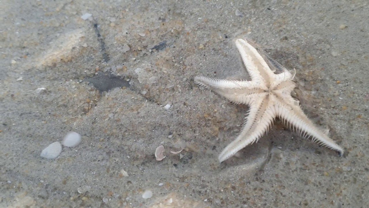 Starfish Movement with the help of Tube Feet - YouTube