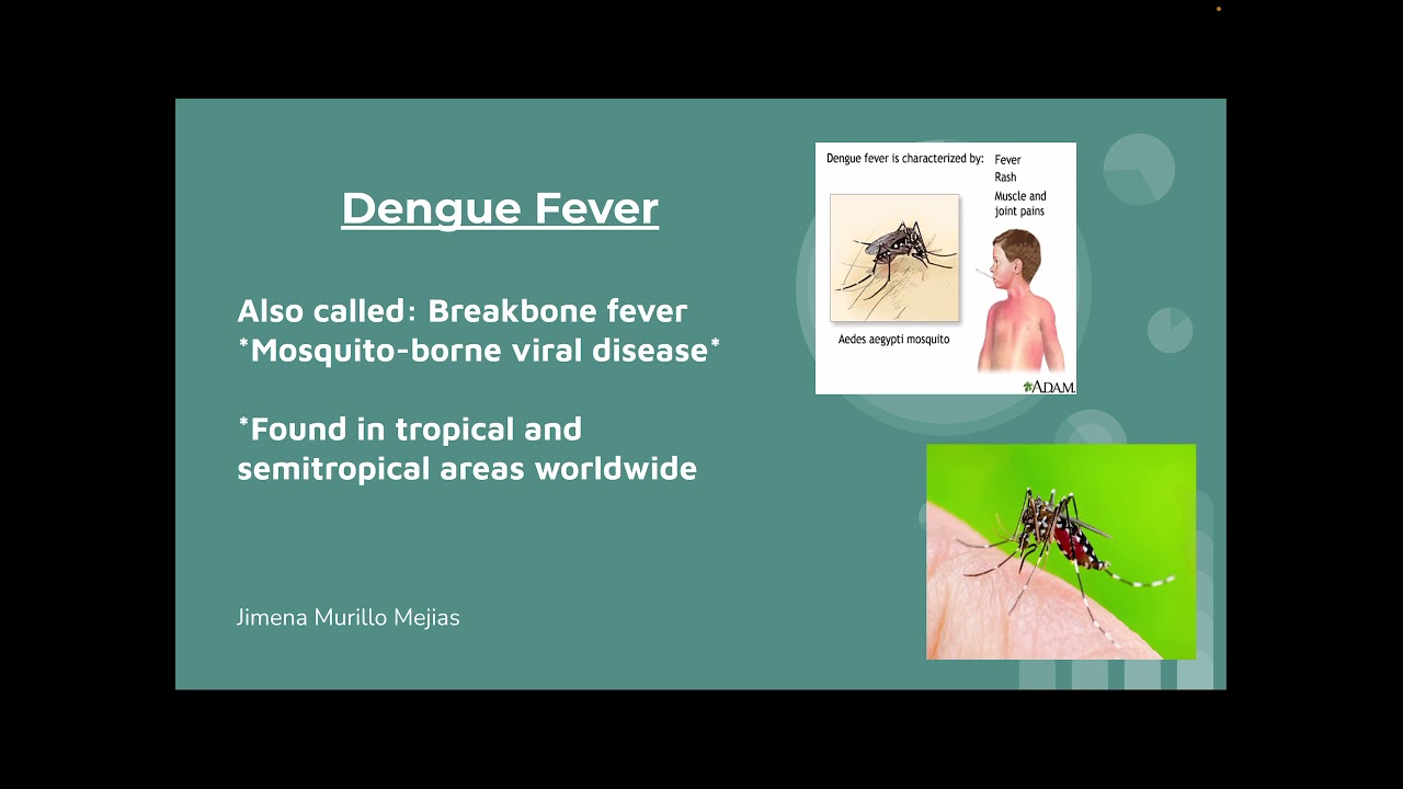 Dengue Fever Micro Bio - YouTube