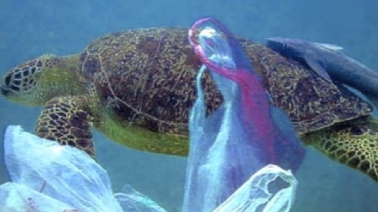 Great Pacific Plastic Garbage Patch Ocean Pollutions - YouTube