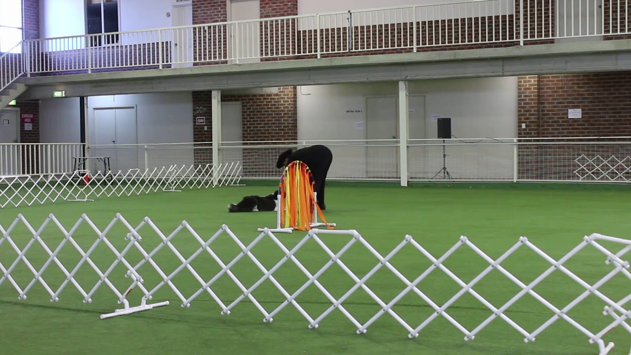 Burning Ring of Fire. Dancing With Dogs Freestyle Starters. - YouTube
