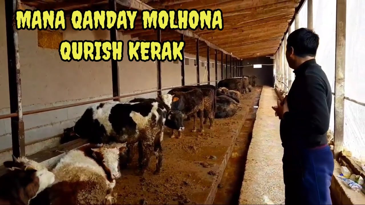 MOLXONA QURISH VA MOL BOQISH SIRLARI. SECRETS OF BUILDING A COW PEN AND ...