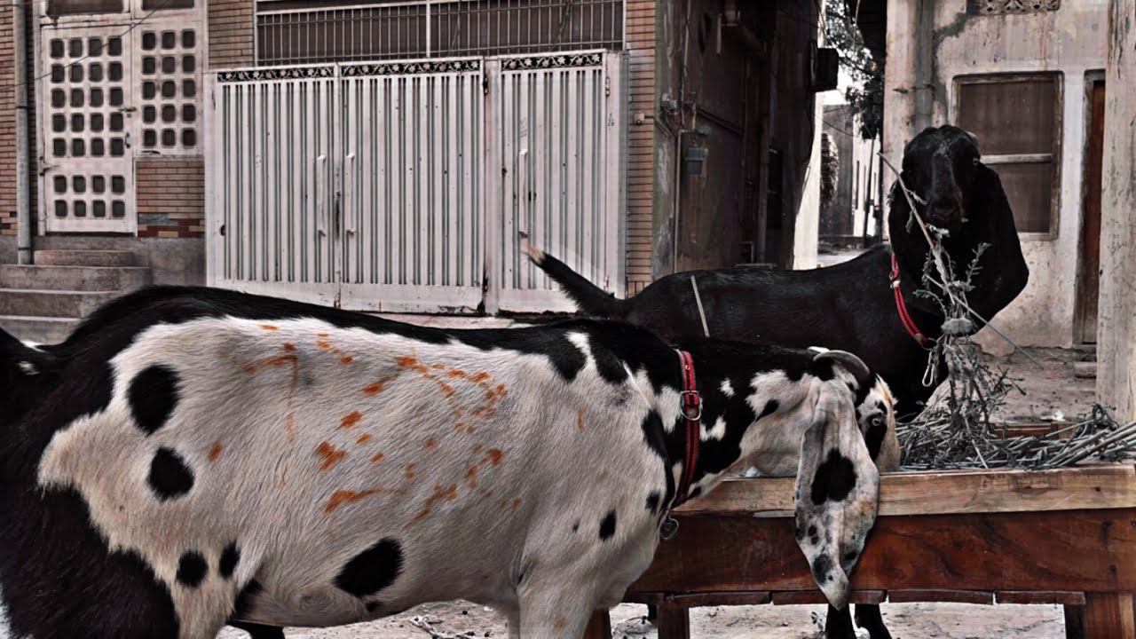 Lay liay qurabni k liay bakry / #bakraeid2023 #sargodha - YouTube