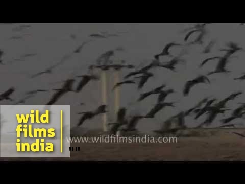 Demoiselle Cranes cross the Himalaya to reach India - YouTube
