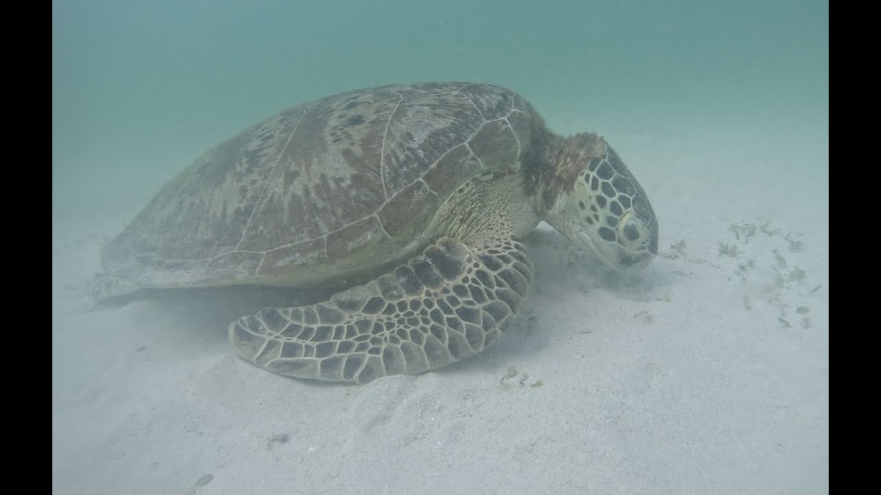 Where's Darren? - Scuba Diving Turtle, Blue Starfish El Nido ...