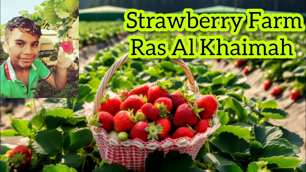 Strawberry Farm in Ras Al Khaimah - YouTube