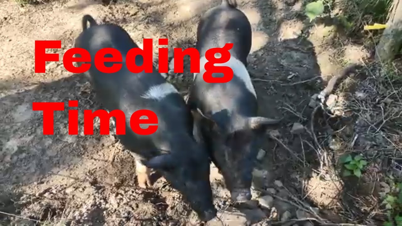 Feeding Time! Morning Chores With Our Pastured Pigs & Free Range ...