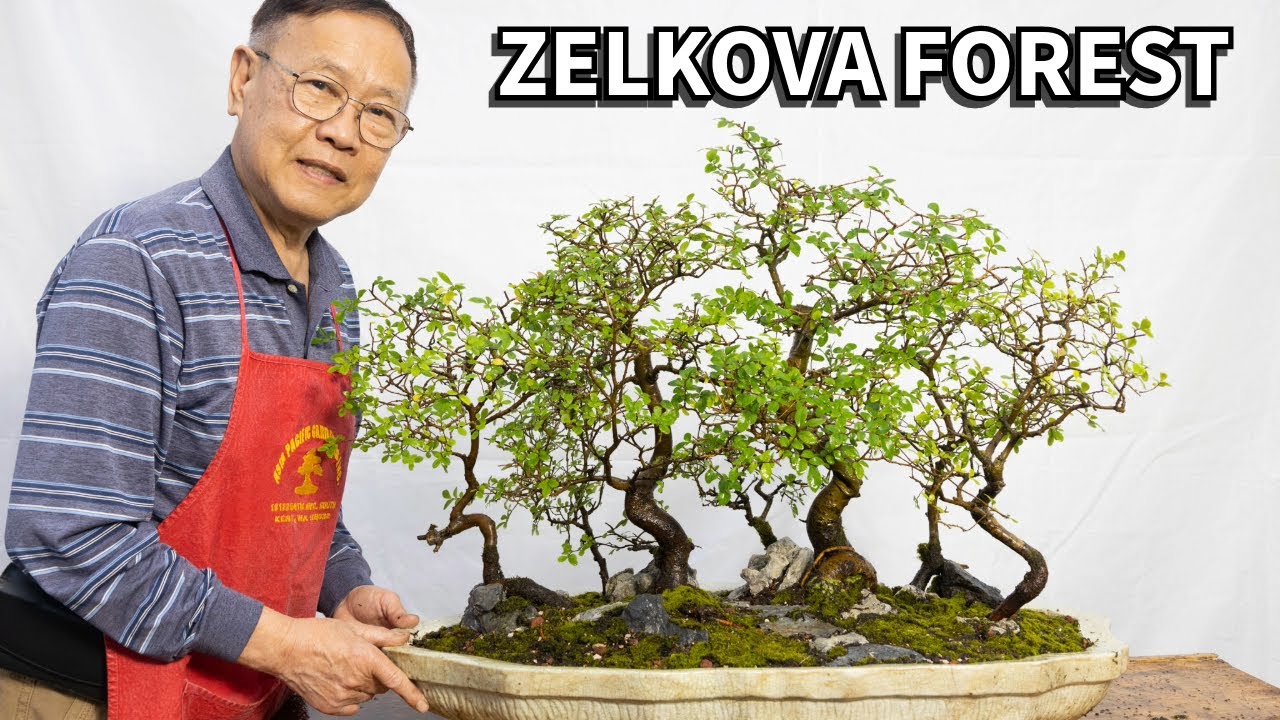 How to create a Chinese Elm (Zelkova Schneideriana) forest grove Bonsai, Penjing style! - YouTube