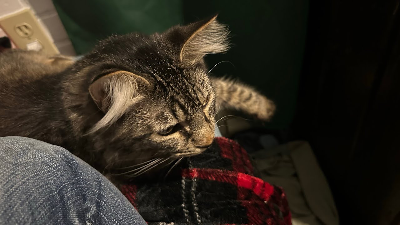 Weekly Vlog | Happy Holidays - YouTube