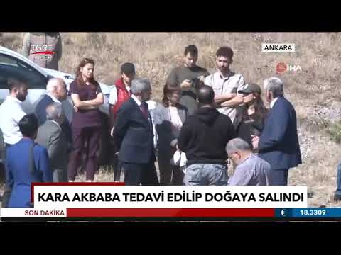 Kara Akbaba Doğaya Geri Döndü / TGRT Haber