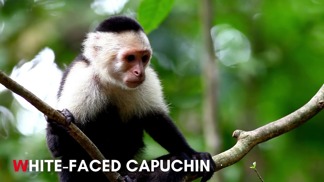 ABC Animals of South America for Children | Learn Alphabet with Names ...