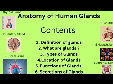 Anatomy of Human Endocrine glands| Types of Glands #Anatomy of ...
