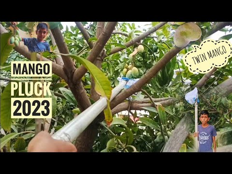 Mango Pluck 2023 #mango #mangotrees #gardening #viral #food # ...