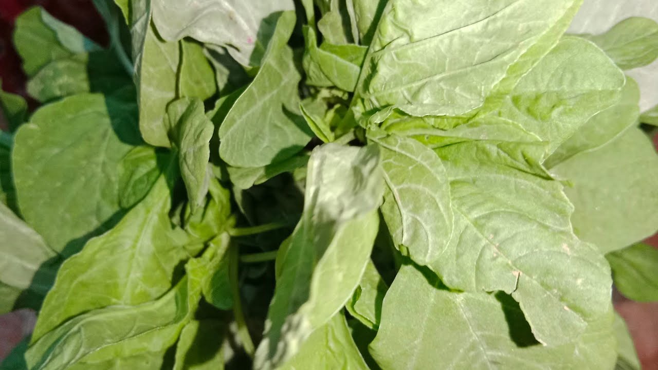 Harive Soppina palya- ಹರಿವೆ ಸೊಪ್ಪಿನ ಪಲ್ಯ| ಹರಿವೆ ಸೊಪ್ಪು ಪಲ್ಯ|Harive ...