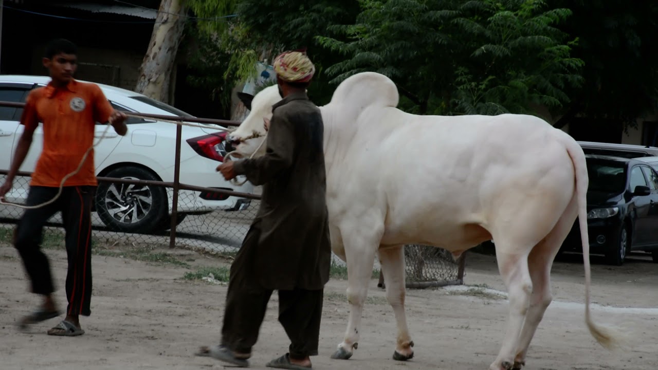 Dhani Bulls Lovers || Gulf Cattle Farm || House Of Dhani BUlls ...