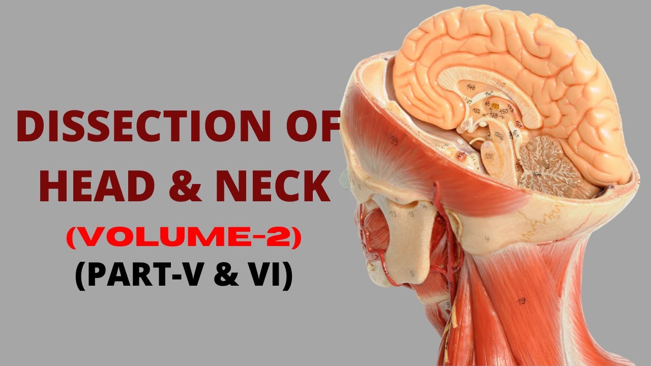 Dissection of Head and Neck [Vol.2] (Part-V & VI) | Anatomy Video ...