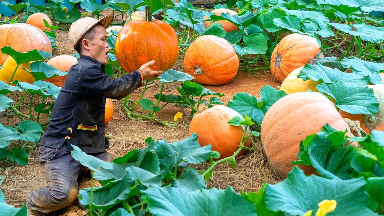 Dwarf family harvesting pumpkins to sell at market | How dwarf family ...