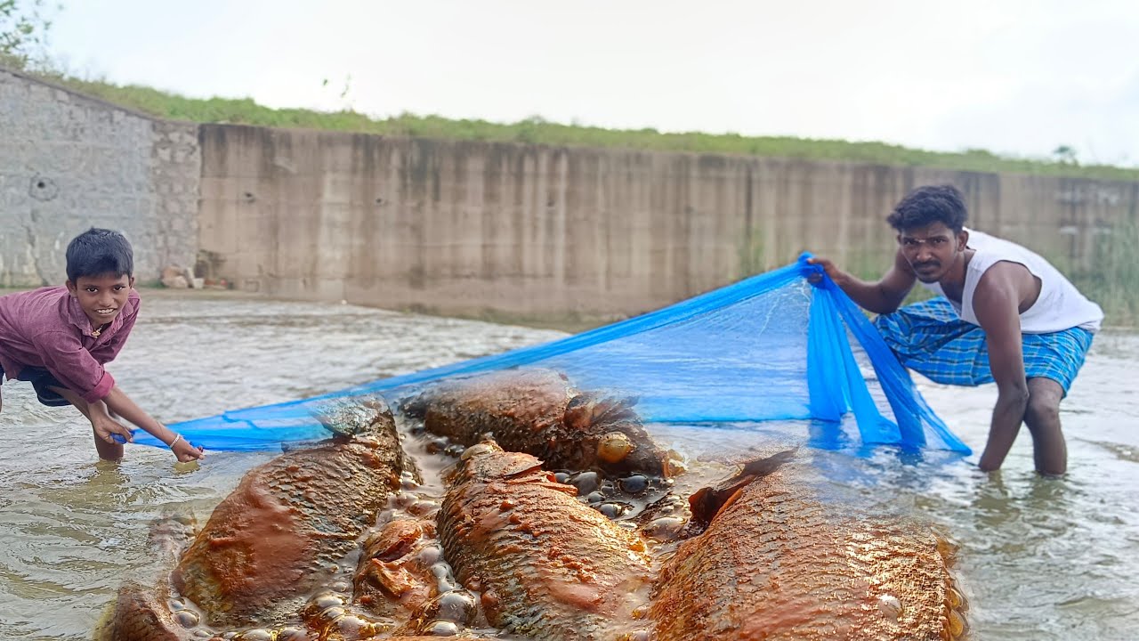 DAM FISH 🎣Jilebi Fish And Different Type Fish🐬Catching And Cooking Fish ...