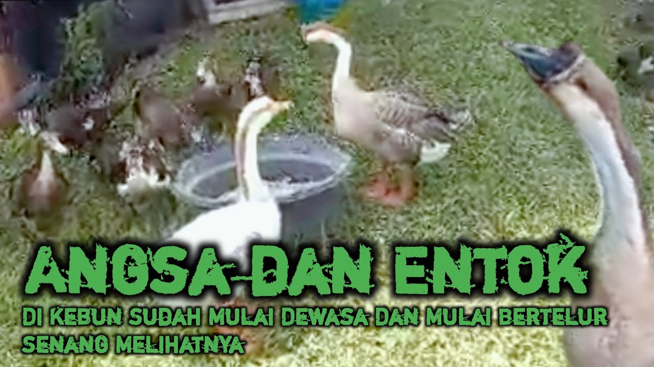 Angsa dan Entok Di Kebun Sudah Mulai Dewasa Dan Mulai Bertelur Senang ...