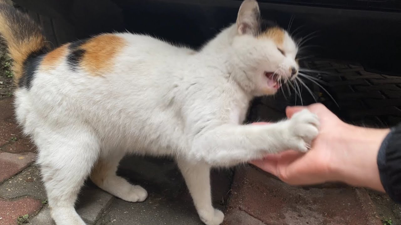 The Big White Cat attacked me. This cat bled my hand. 😥😱 - YouTube
