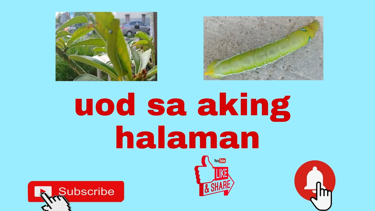 uod sa aking halaman (dwarf kalachuchi) - YouTube