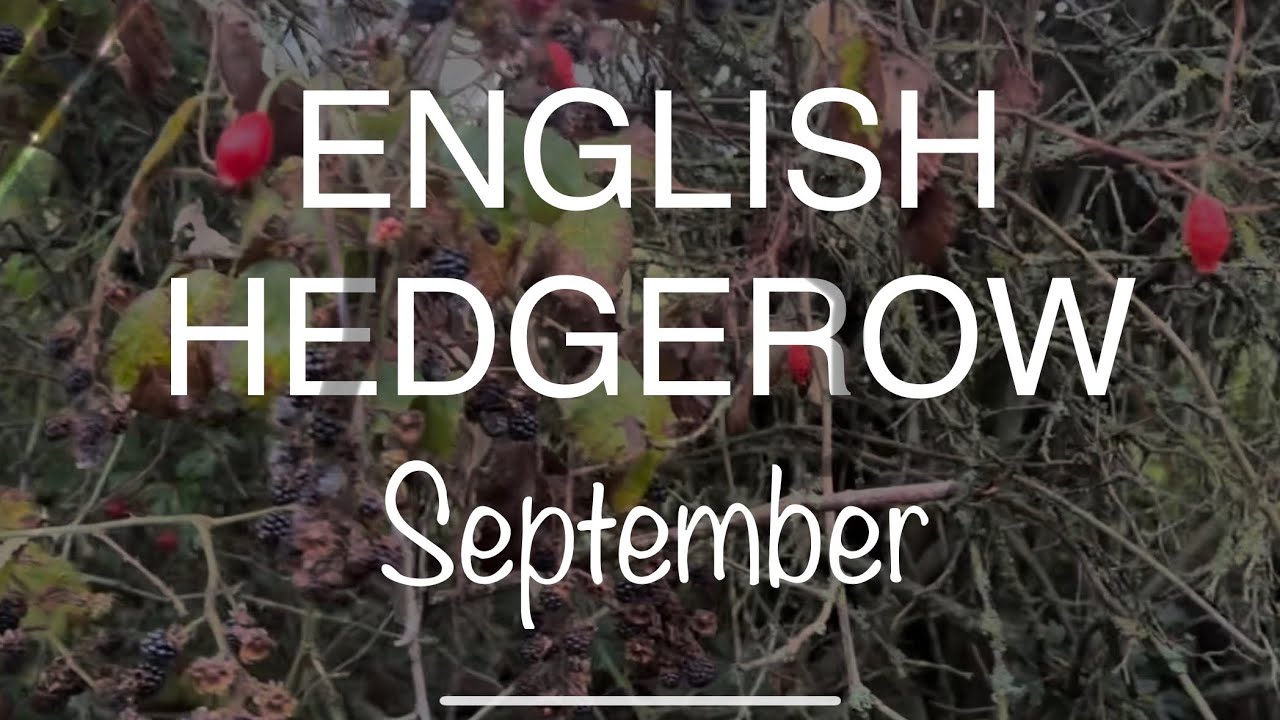English Hedgerow in September - YouTube
