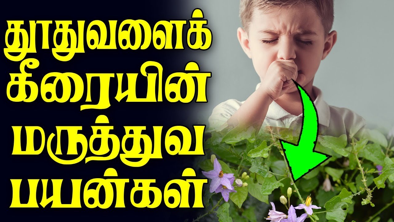 Health Benefits of Thuthuvalai | Thuthuvalai Medicinal Uses | Boost ...
