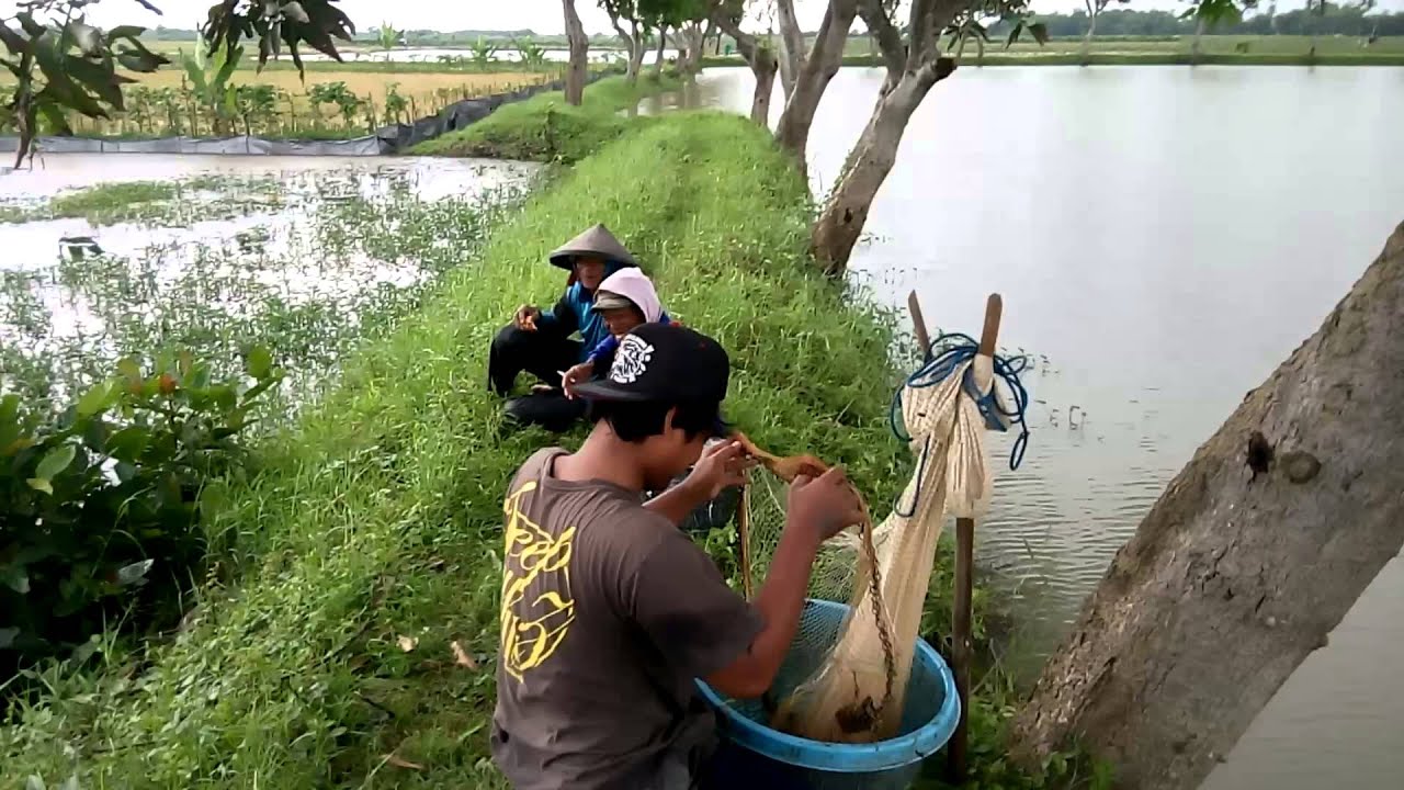 Tehnik menebar jala - YouTube