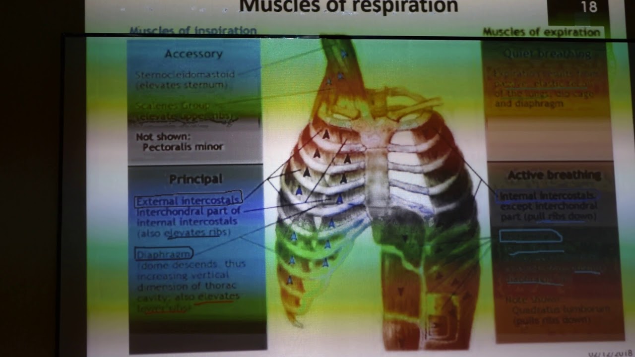 Anatomy - Anatomy of the chest wall - Prof.Mostafa - Part 2 - YouTube