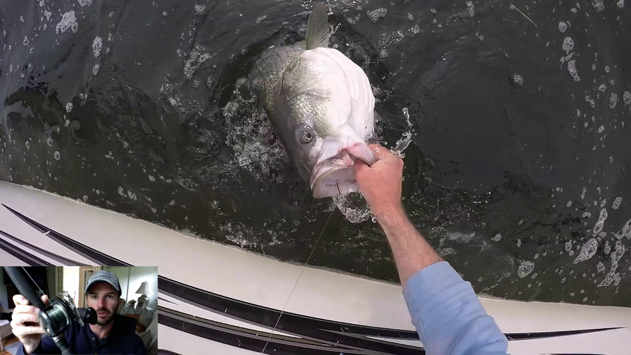 My Favorite Circle Hooks for Striped Bass Fishing with Live Mackerel ...