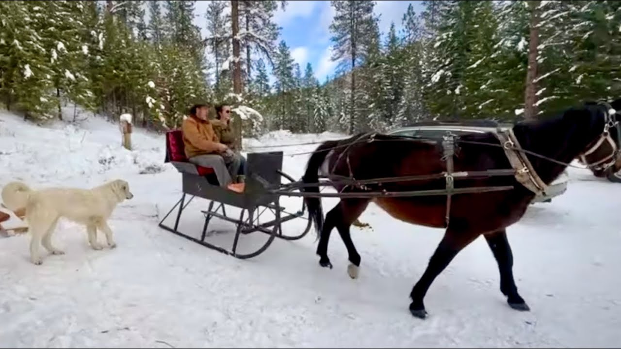 Our New Amish Horse For Christmas Sleigh Rides! BONUS: AMISH LOG HOME ...