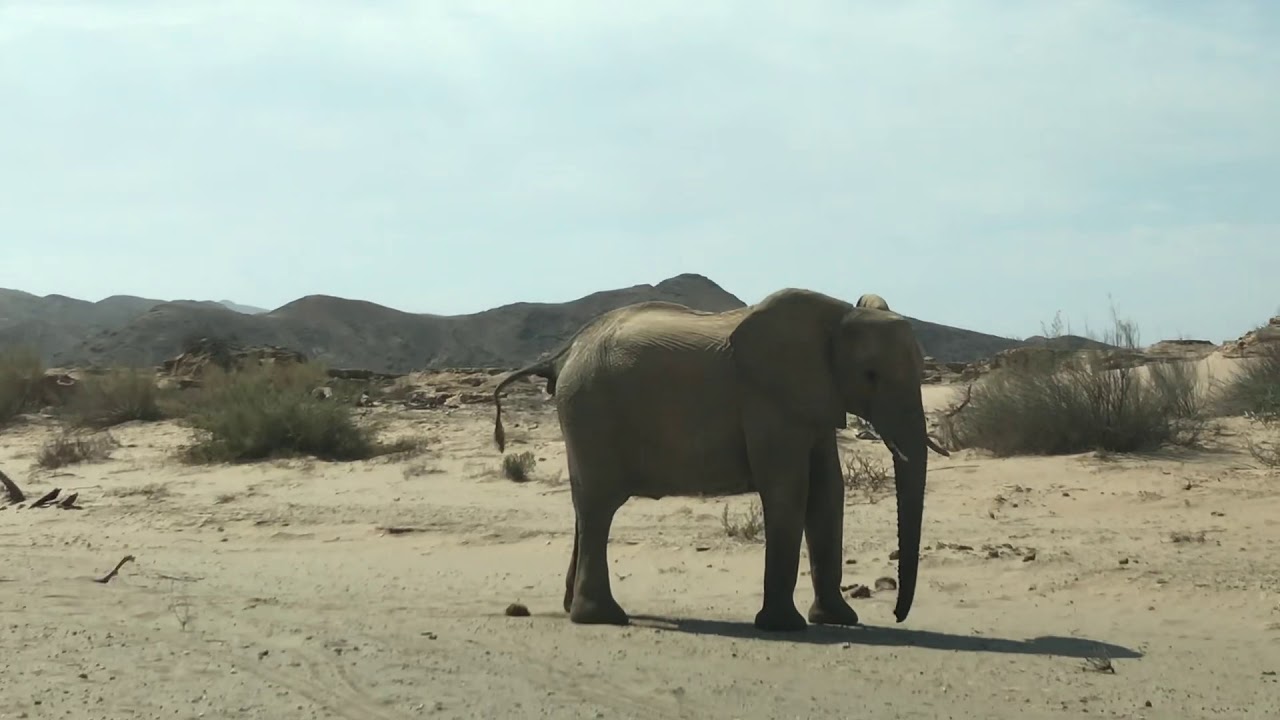Grumpy desert elephant - YouTube