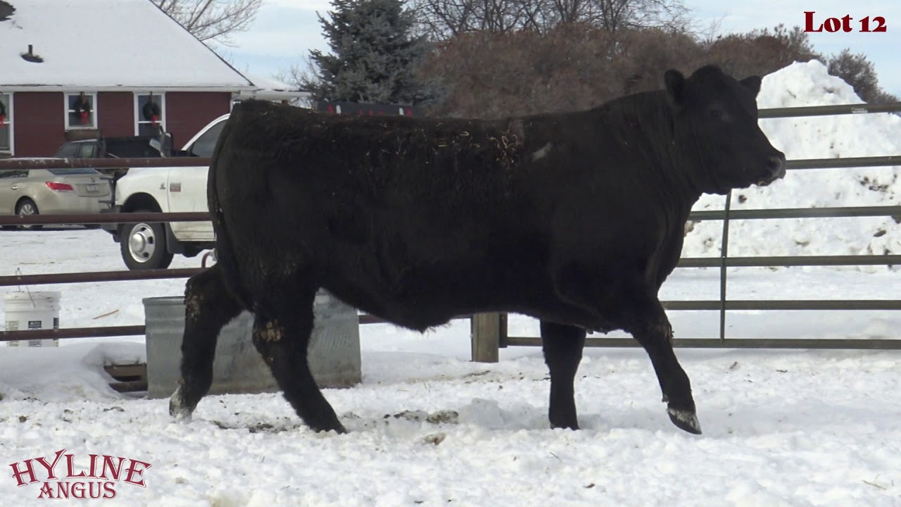 Lot 12 - Hyline Angus Ranch - YouTube