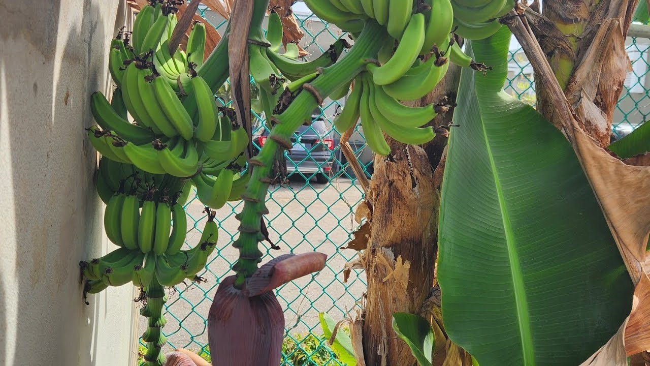 Trip to Puerto Rico: Backyard Bananas! - YouTube