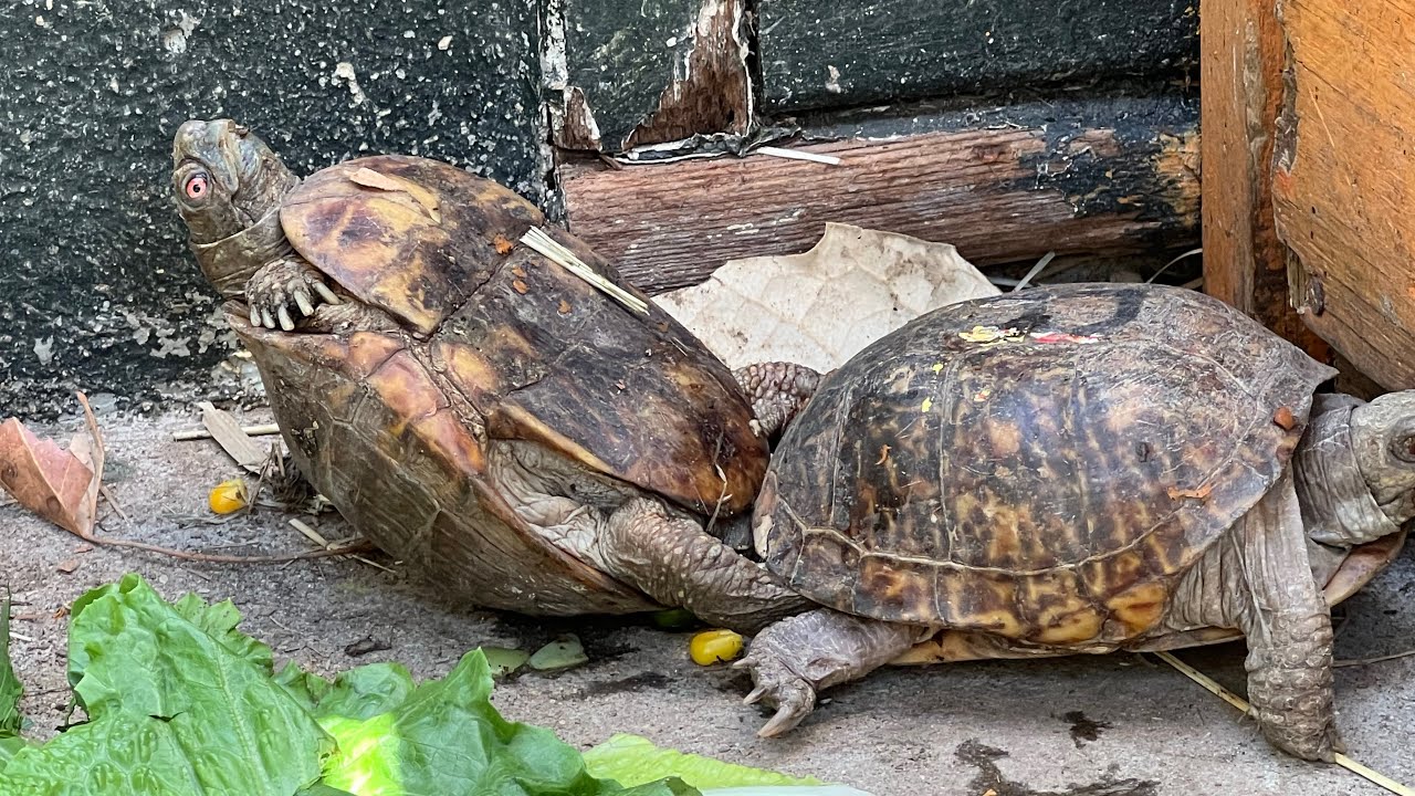 The Craziest & Coolest Mating Technique of Box Turtles 2024! 🐢 - YouTube
