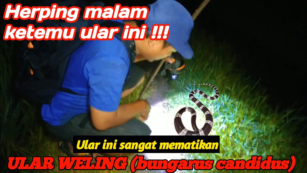 herping ular malam, ketemu ular weling di jalan ULAR BERBISA TINGGI # ...