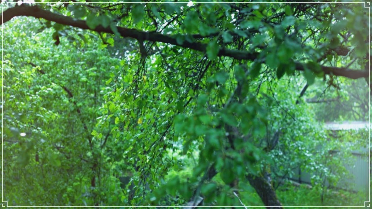 Rain in the trees & relaxing piano music || Relax, sleep, study, calm ...