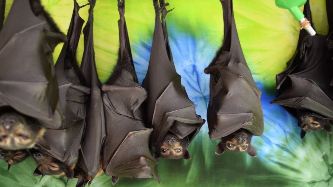 No bats here! Cute flying fox orphans sleeping during the day - YouTube