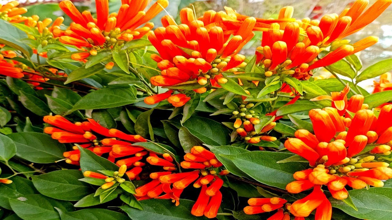 Begonia vista/Flam vine/Orange trumpetvine,सर्दियों में फ्लावरिंग करने ...