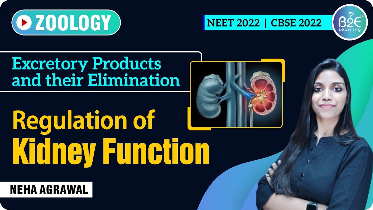 Regulation of Kidney Function class 11 | NEET 2020 | NEET Mantra by ...
