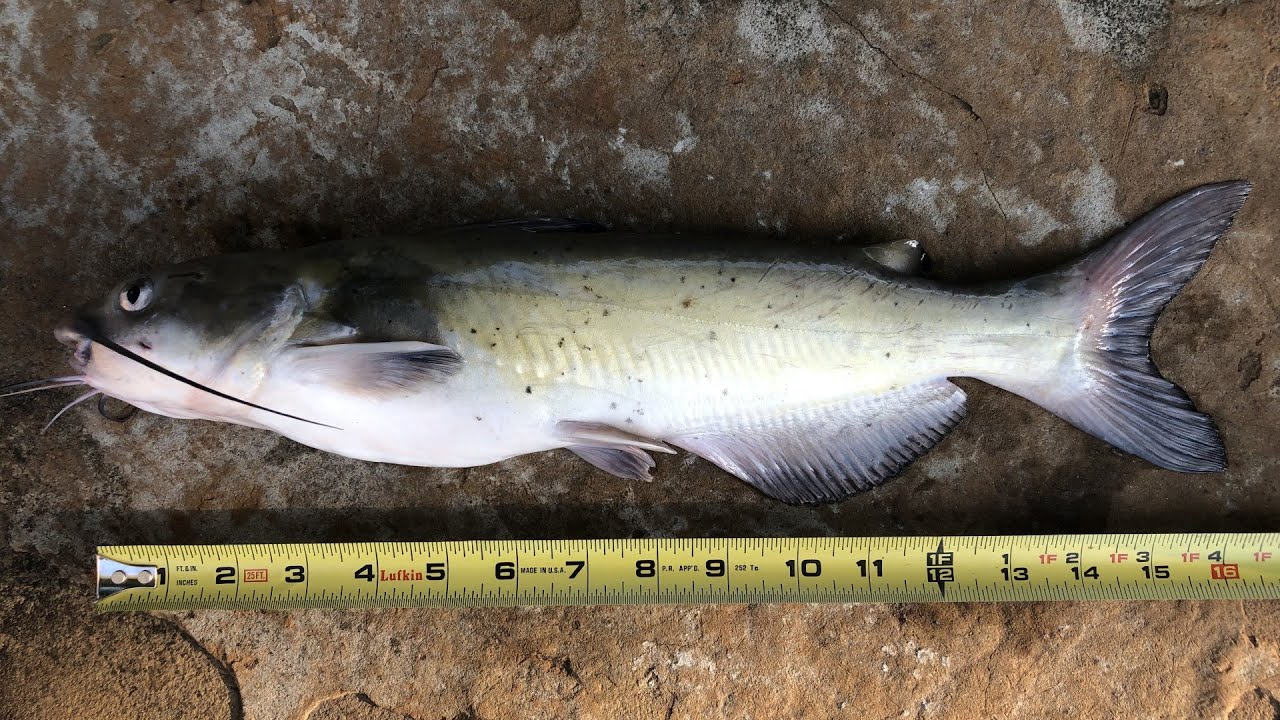 Lake Ray Hubbard Fishing - Catfish - YouTube