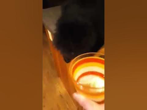 Cat wants milk - YouTube