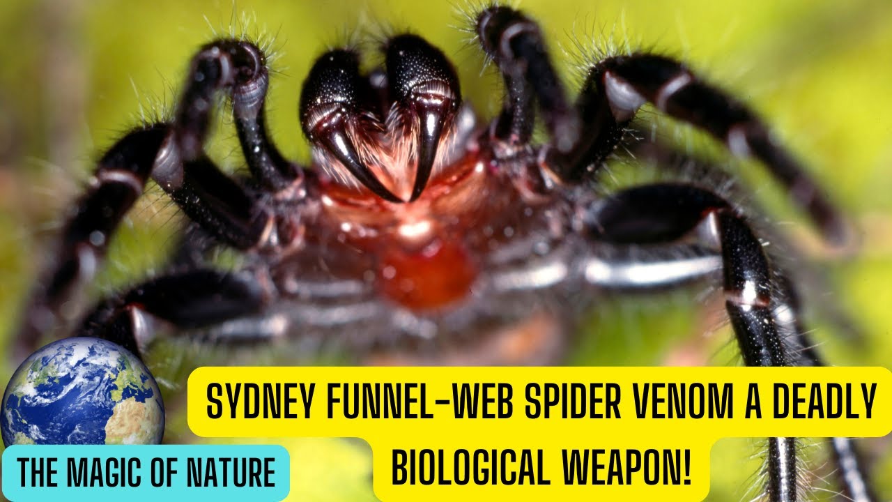 Sydney Funnel Web Spider Venom A Deadly Biological Weapon. - YouTube