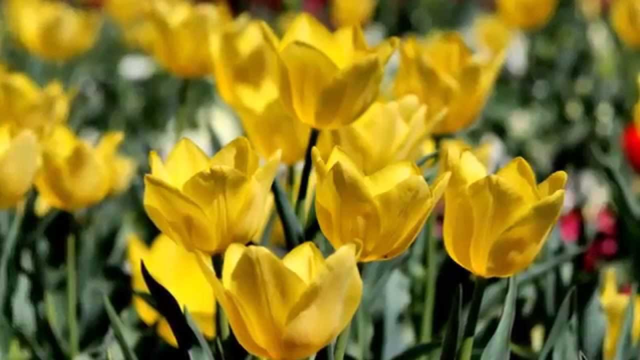 FLORIADE Canberra 2014 Flower Show - YouTube