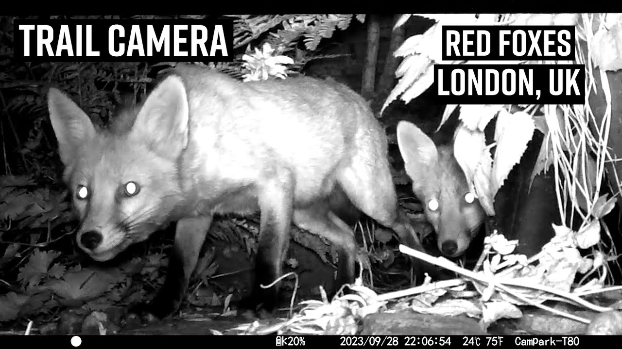 Two Minutes of Red Foxes caught on Trail Camera - Hackney London - YouTube