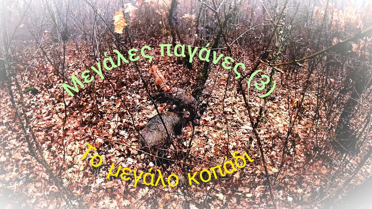 Κυνήγι αγριογούρουνου στον Έβρο-Μεγάλες παγάνες (3)-Το μεγάλο κοπάδι ...