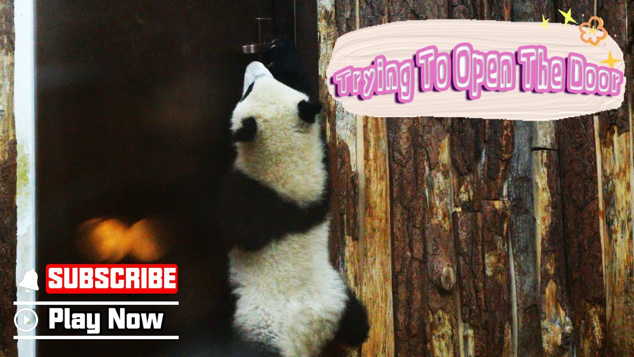 Intelligent Panda Knows How To Open The Door By Himself | iPanda - YouTube