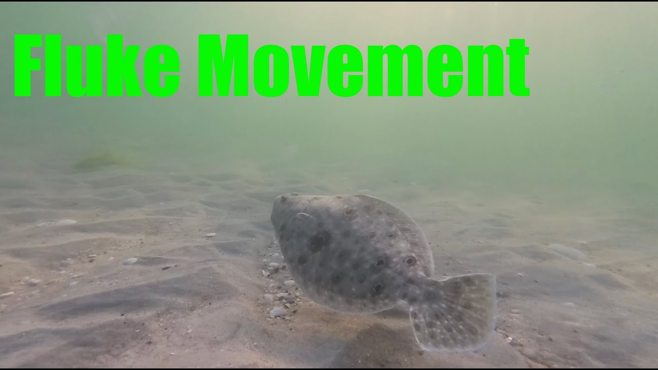 Swimming with Summer Flounder (fluke) - Understanding the Movement of ...
