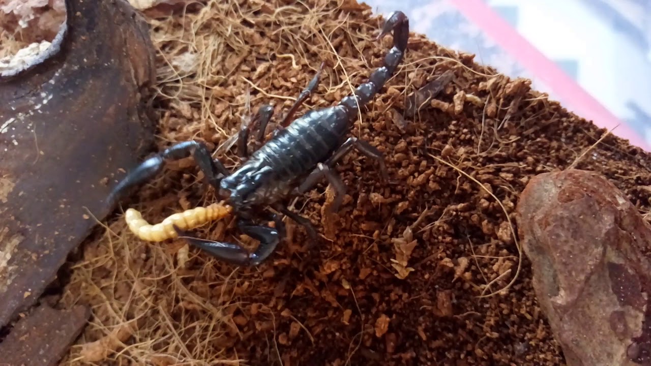H. spinifer Scorpion eating - YouTube