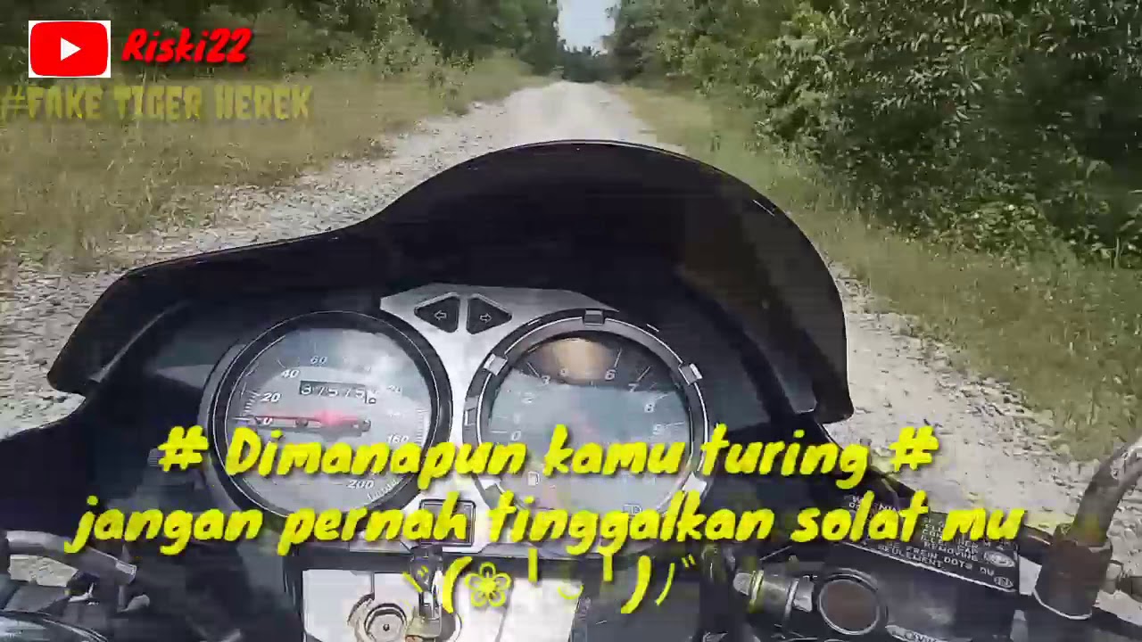 story wa kekinian Tiger Herek - YouTube